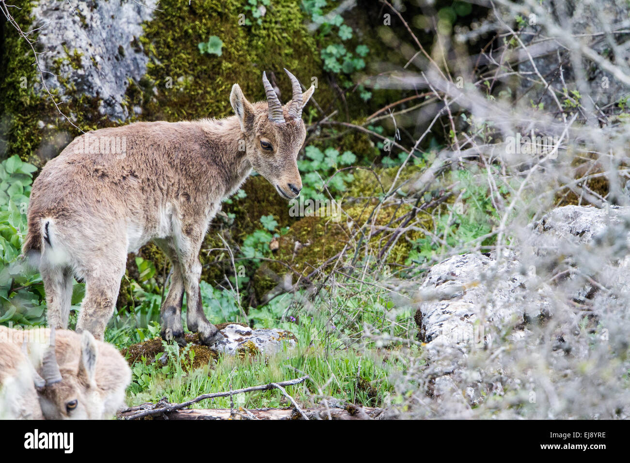 Spanischer steinbock -Fotos und -Bildmaterial in hoher Auflösung – Alamy