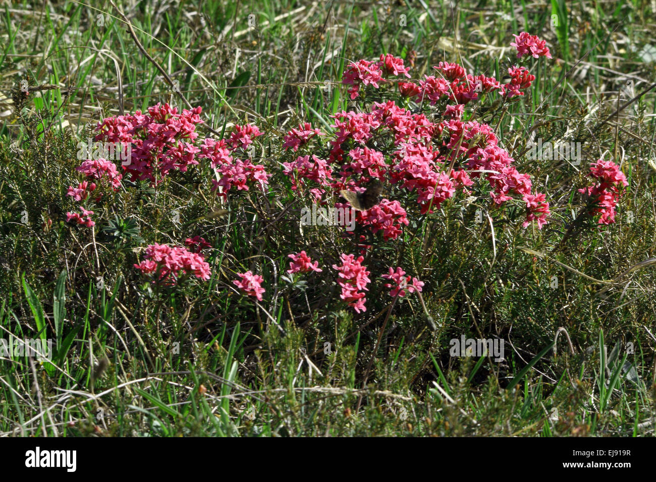 Rosmarin seidelbast -Fotos und -Bildmaterial in hoher Auflösung – Alamy