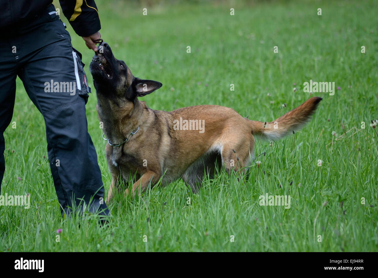 Belgischer schafer -Fotos und -Bildmaterial in hoher Auflösung – Alamy