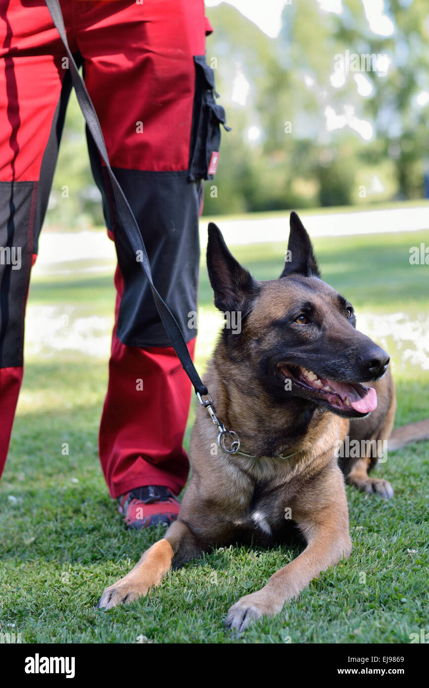 Belgischer schafer -Fotos und -Bildmaterial in hoher Auflösung – Alamy