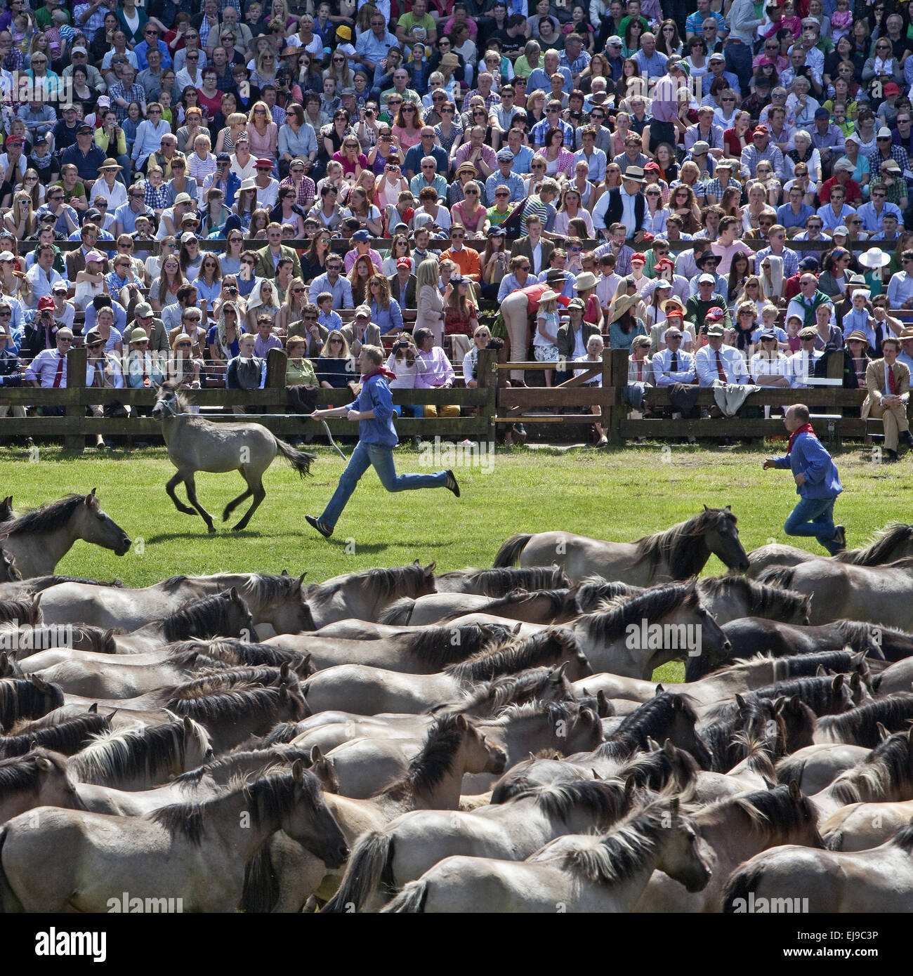 Pferde fangen -Fotos und -Bildmaterial in hoher Auflösung – Alamy