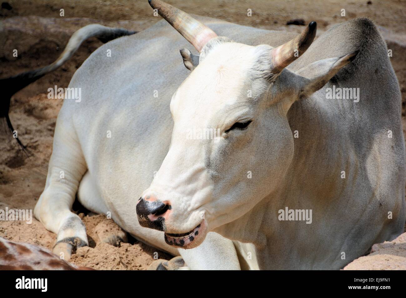 Zebu in zoo -Fotos und -Bildmaterial in hoher Auflösung – Alamy