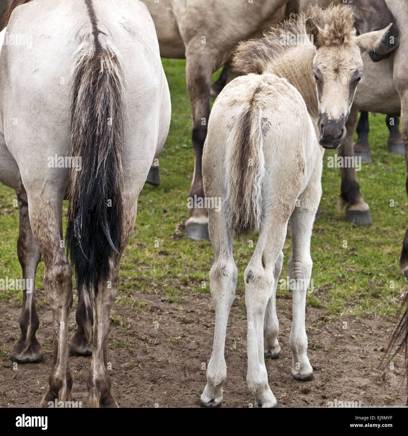 Duelmener Pony, Wildpferde, Dülmen, Deutschland Stockfotografie - Alamy
