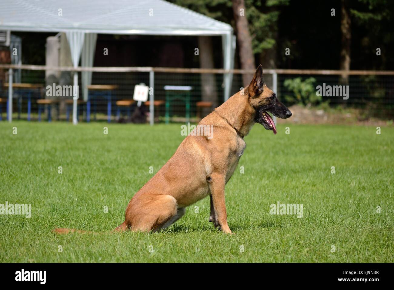 Belgischer schafer -Fotos und -Bildmaterial in hoher Auflösung – Alamy