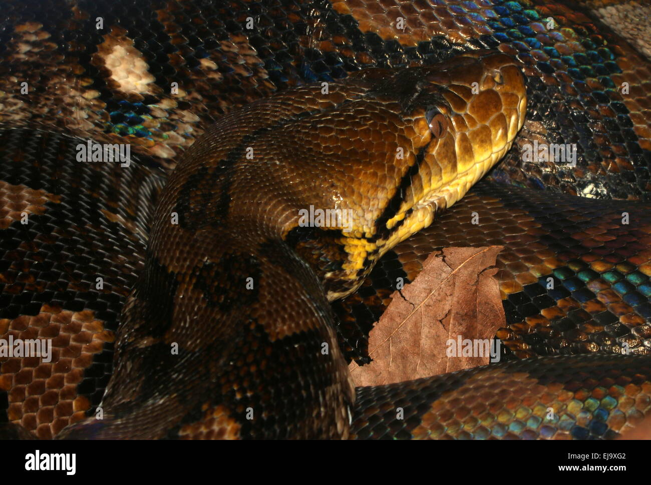 Ground python -Fotos und -Bildmaterial in hoher Auflösung – Alamy