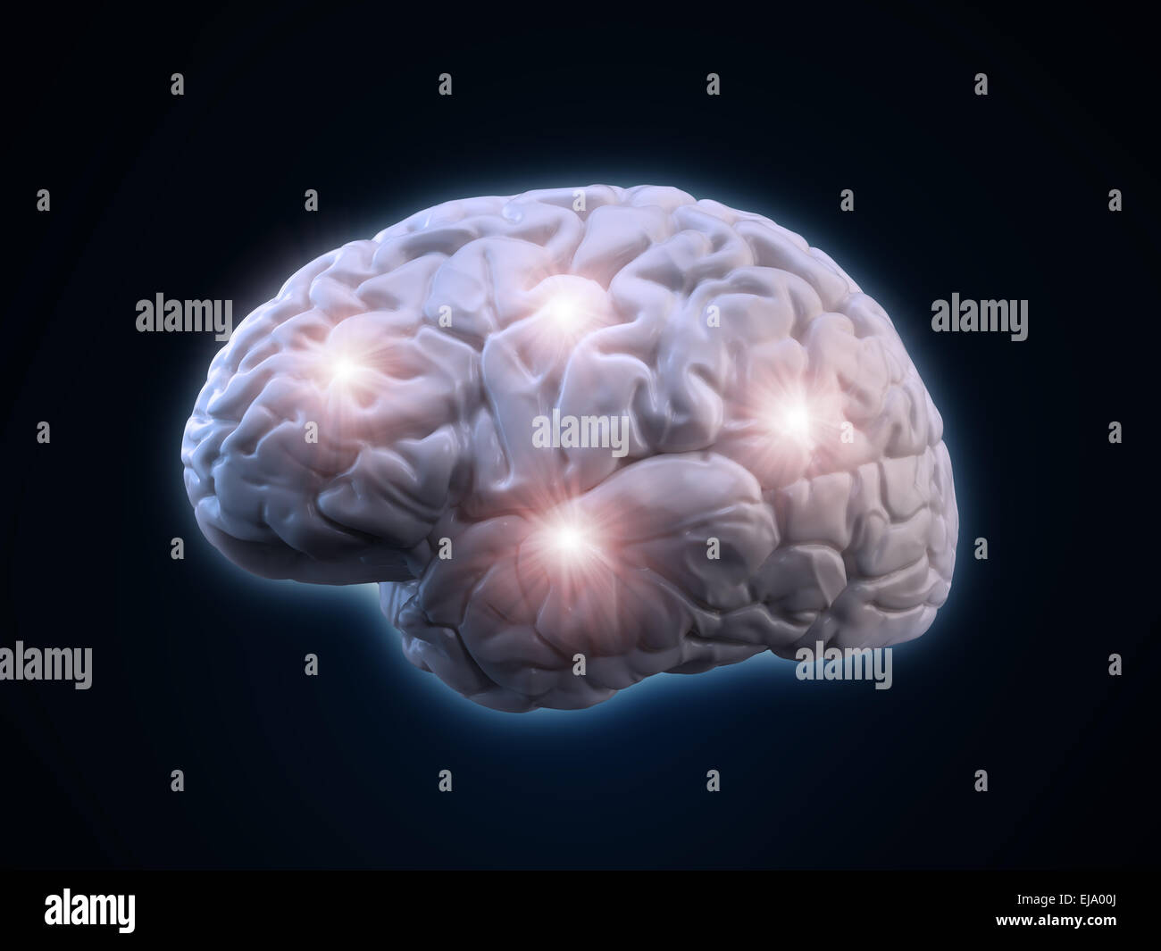 Gehirn anatomie -Fotos und -Bildmaterial in hoher Auflösung – Alamy