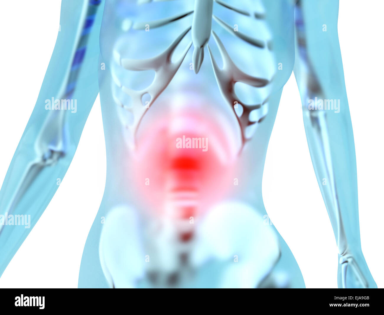 Weibliche Anatomie - Magenschmerzen Stockfotografie - Alamy
