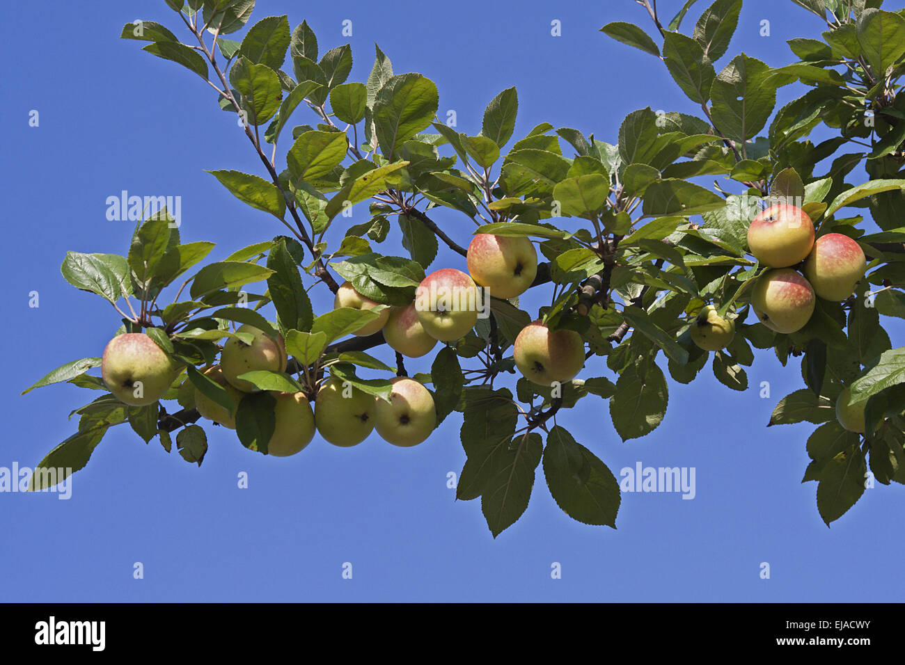 Biological organic -Fotos und -Bildmaterial in hoher Auflösung – Alamy