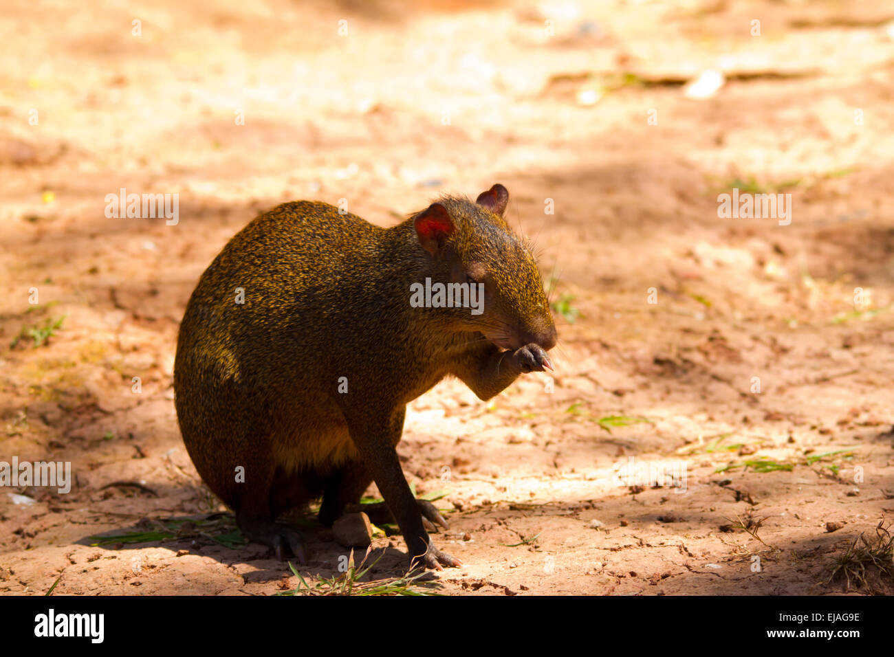 Ruatan island agouti -Fotos und -Bildmaterial in hoher Auflösung – Alamy