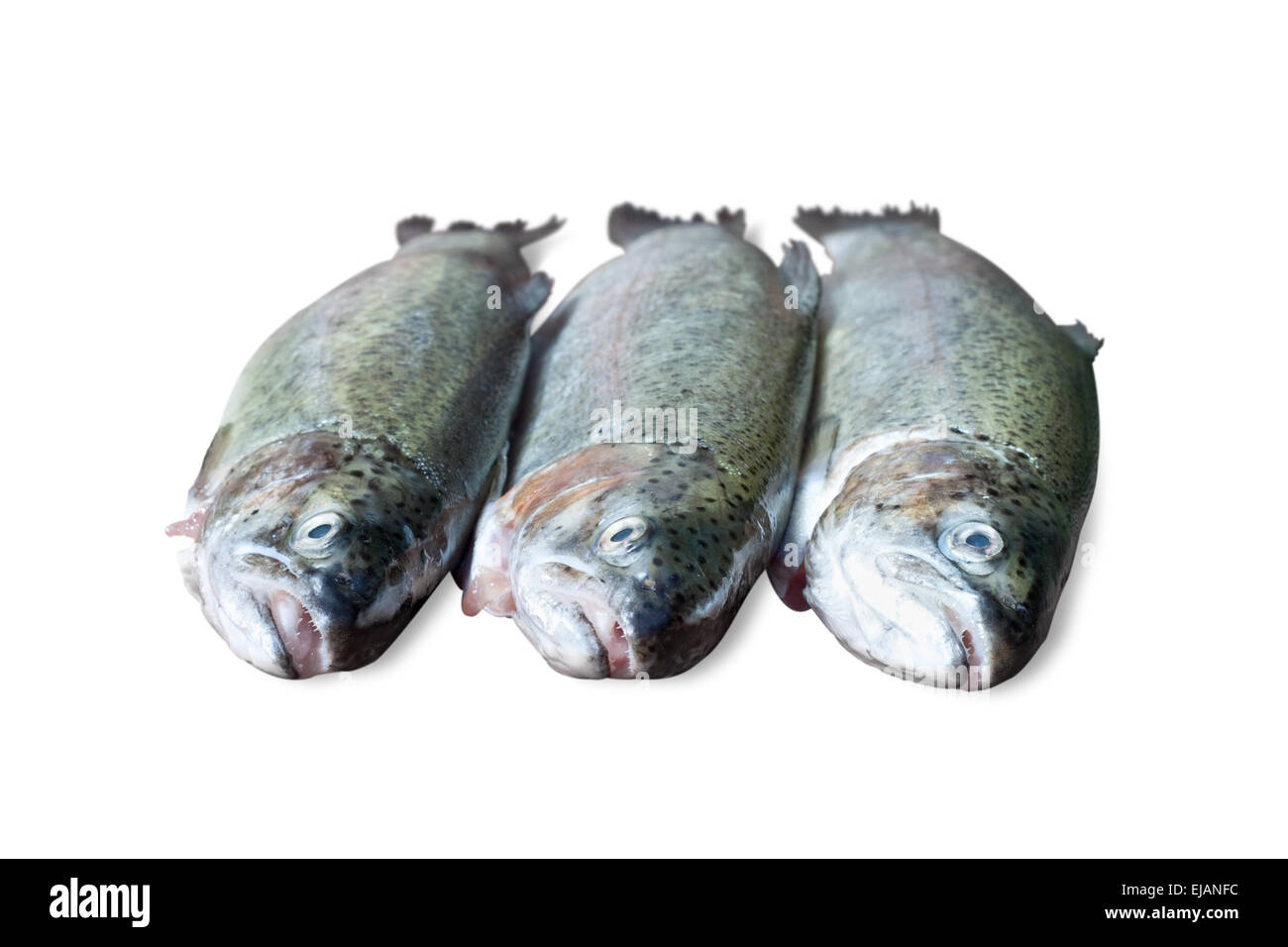 Frische Forellen auf weißem Hintergrund Stockfotografie - Alamy