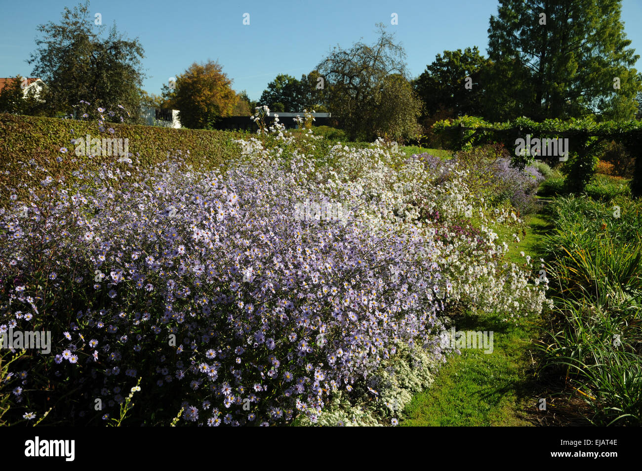 Kahle aste -Fotos und -Bildmaterial in hoher Auflösung – Alamy