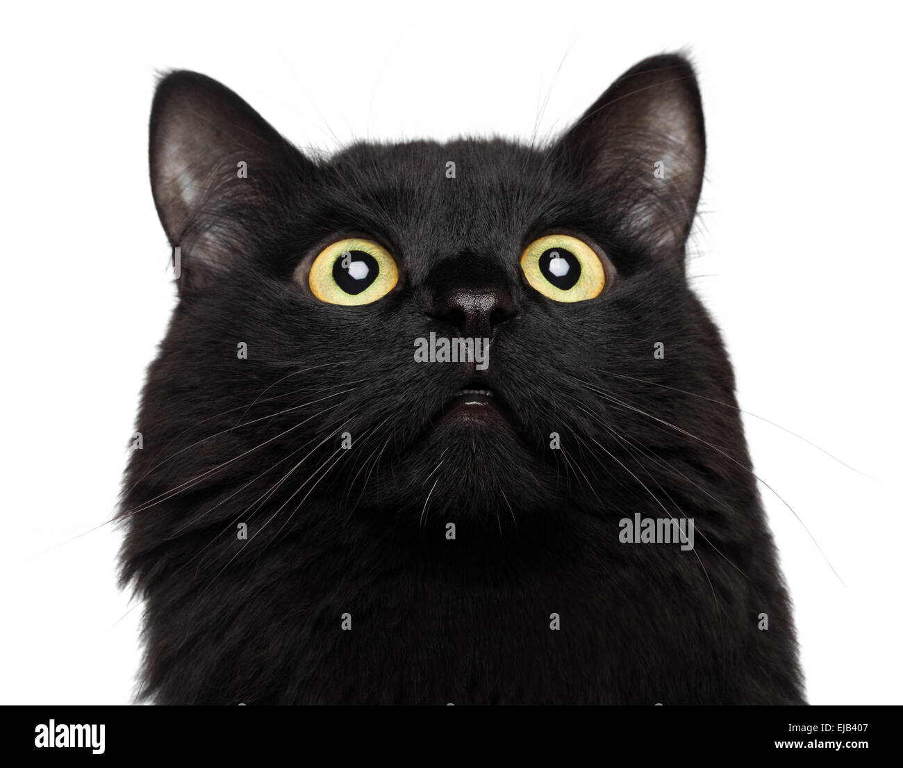 Nahaufnahme katze makroaufnahme katze -Fotos und -Bildmaterial in hoher ...