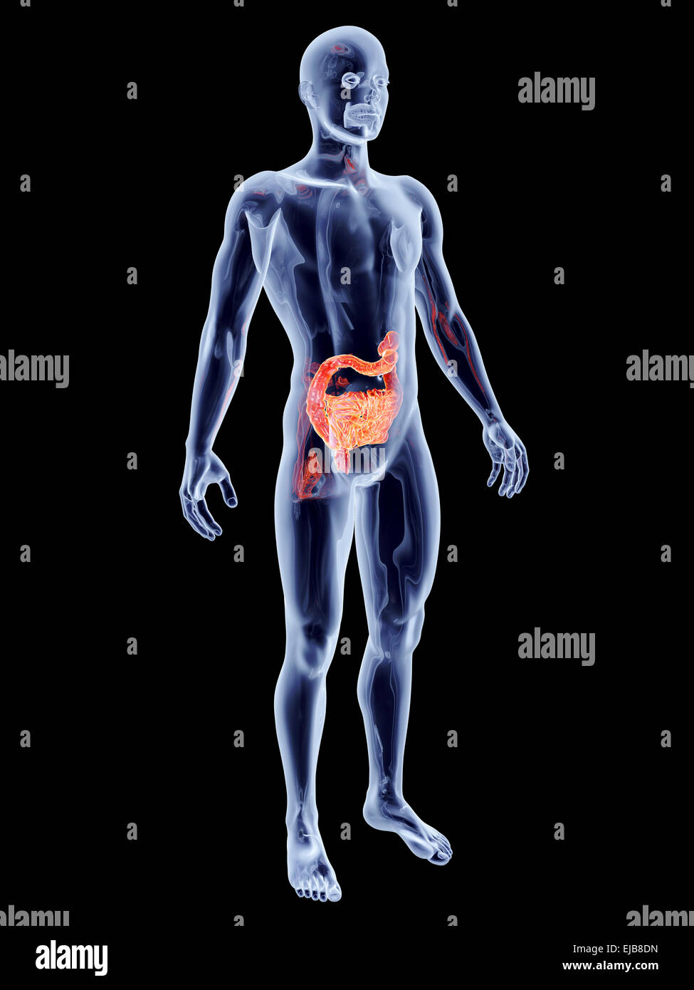 Innere Organe - Darm Stockfotografie - Alamy