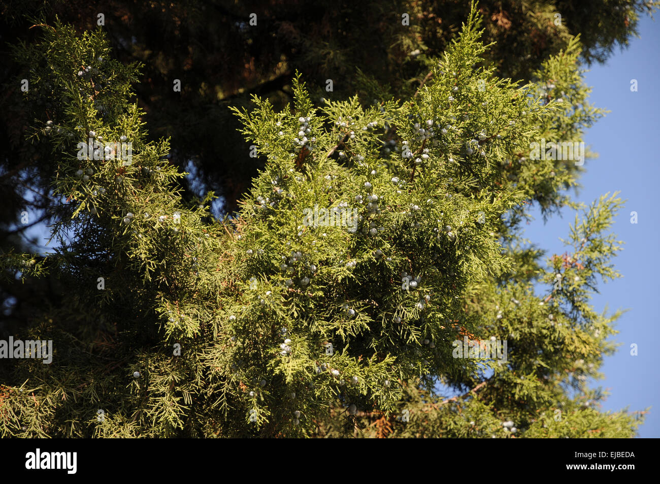 Redcedar tree -Fotos und -Bildmaterial in hoher Auflösung – Alamy