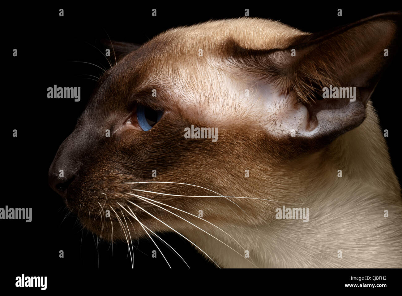 Profil katze -Fotos und -Bildmaterial in hoher Auflösung – Alamy