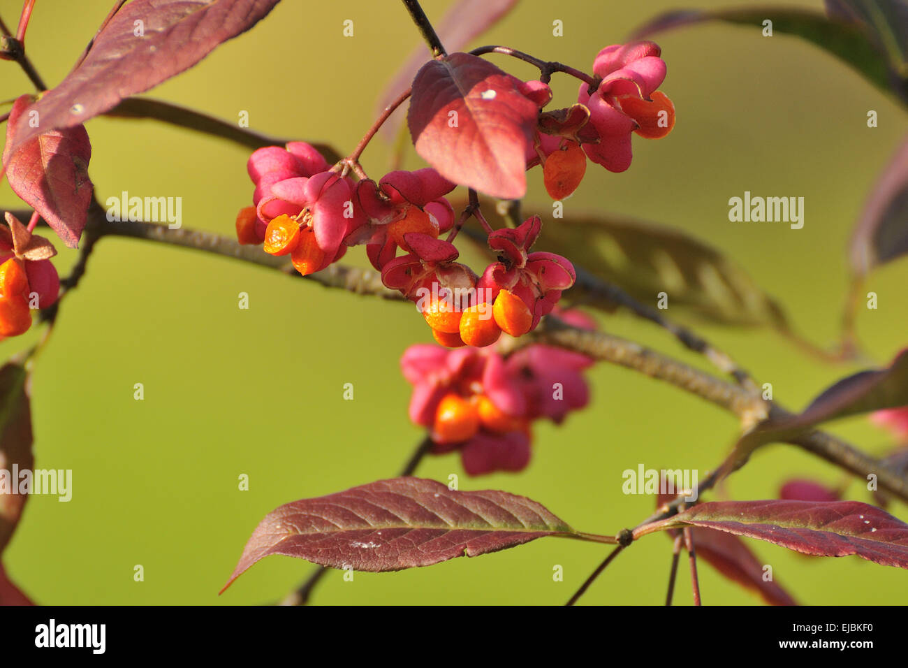 Common spindles -Fotos und -Bildmaterial in hoher Auflösung – Alamy