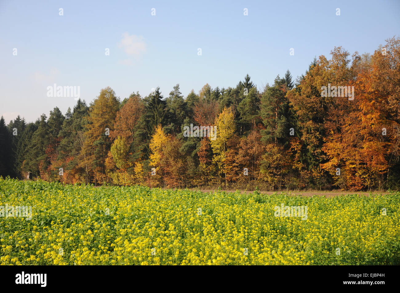 Mischwald im mixed forest in -Fotos und -Bildmaterial in hoher ...