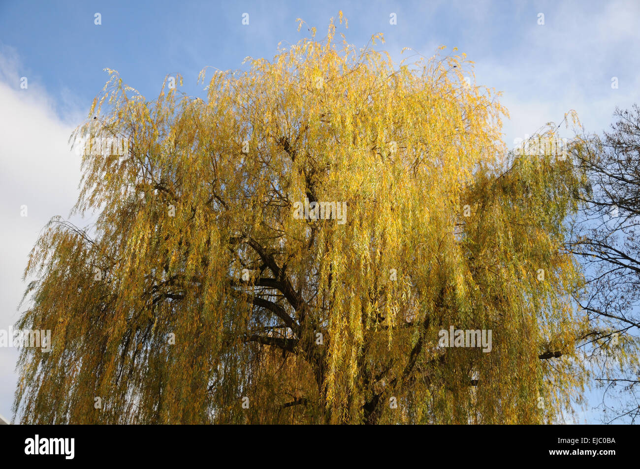Weinend willow -Fotos und -Bildmaterial in hoher Auflösung – Alamy