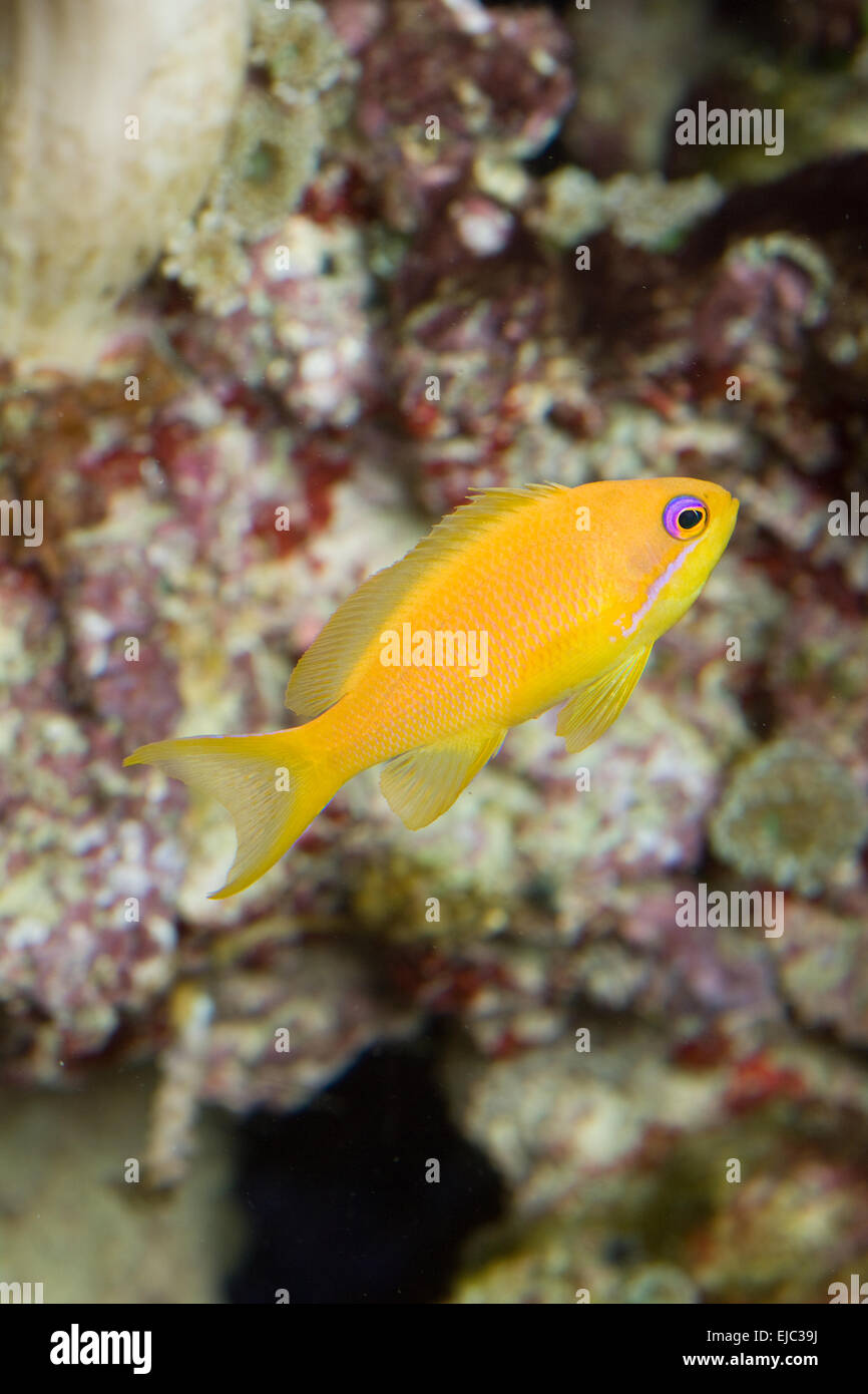 Labidochromis yellow -Fotos und -Bildmaterial in hoher Auflösung – Alamy
