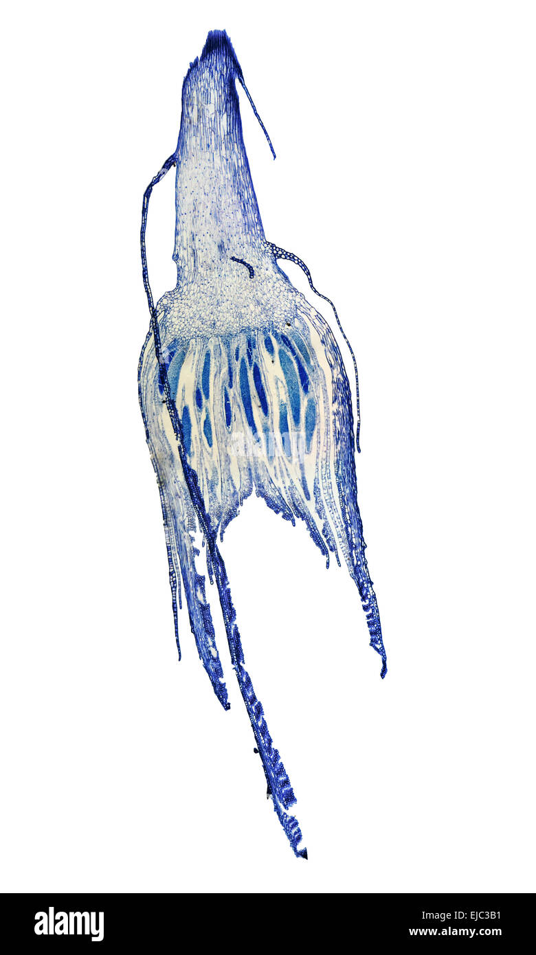 Moos zelle mikroskop Ausgeschnittene Stockfotos und -bilder - Alamy