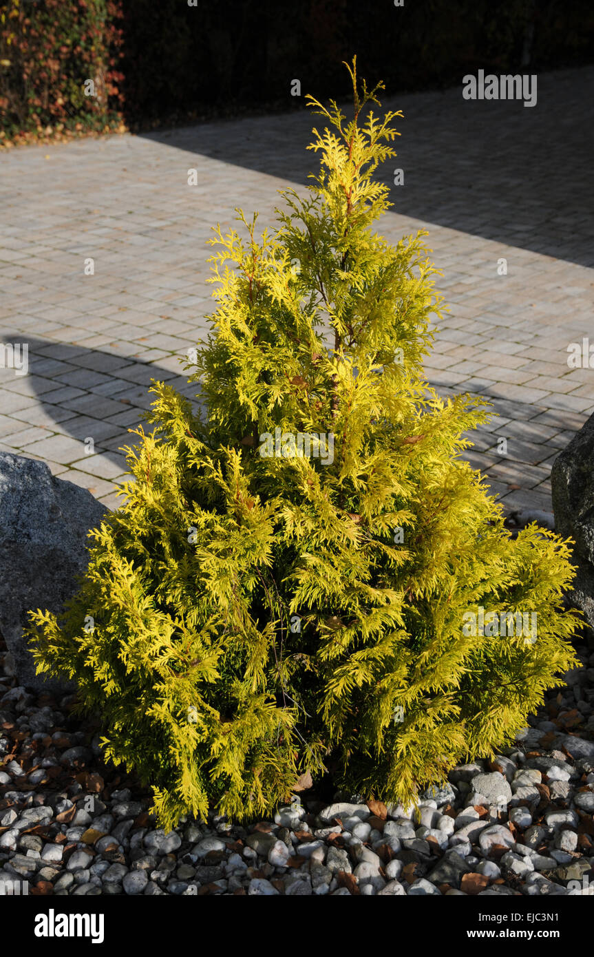 Goldene zypresse der gesetzess zypresse -Fotos und -Bildmaterial in ...