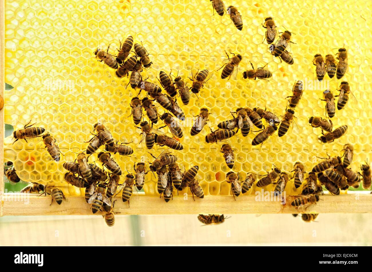 Biene bienen honigbiene honig naturprodukt waben bienenwabe bienenstock ...