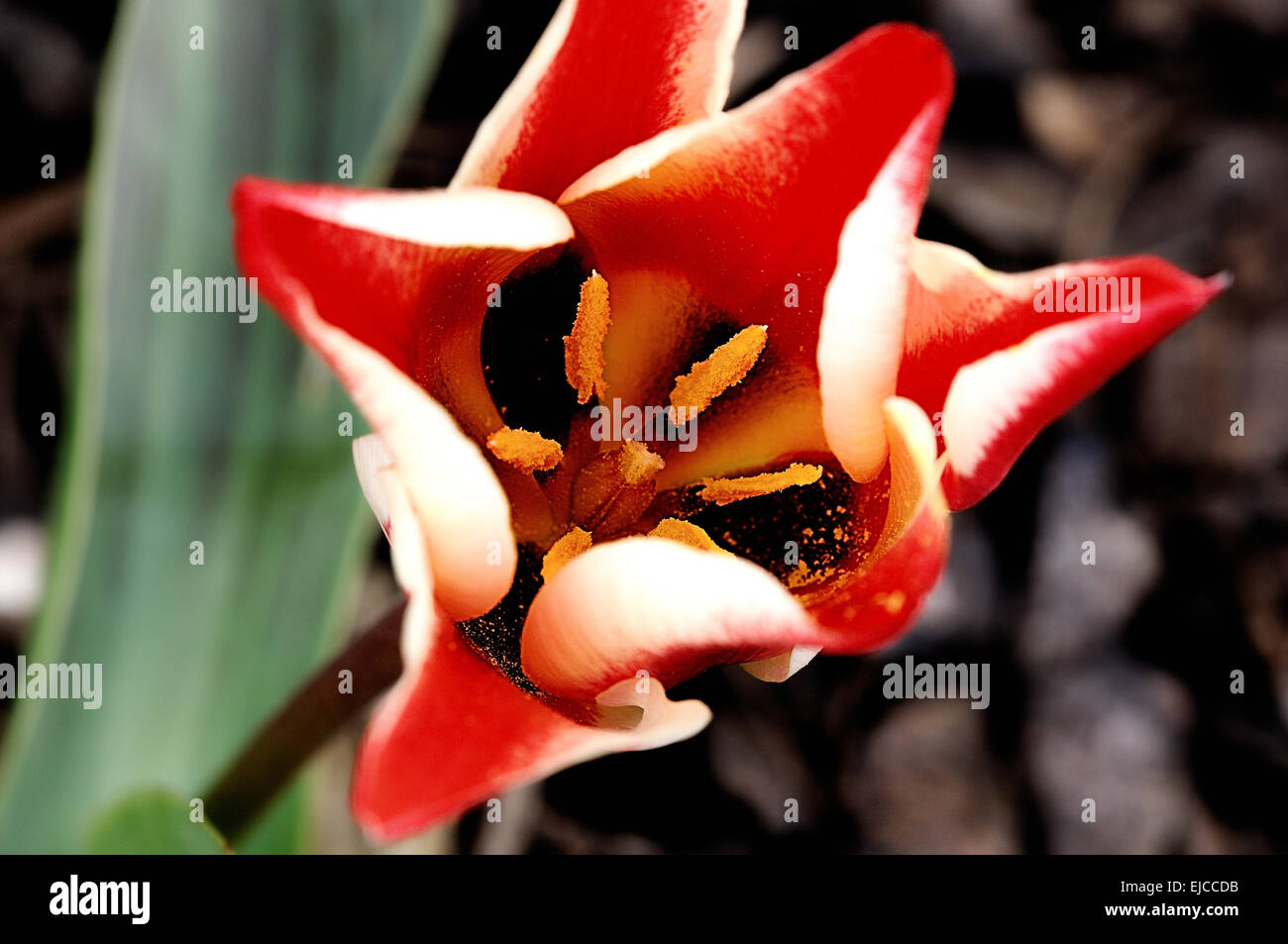 Rote offene tulpen -Fotos und -Bildmaterial in hoher Auflösung – Alamy