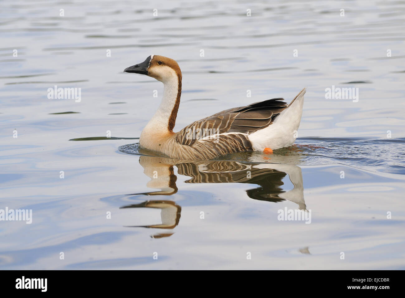 Asiatische gans -Fotos und -Bildmaterial in hoher Auflösung – Alamy