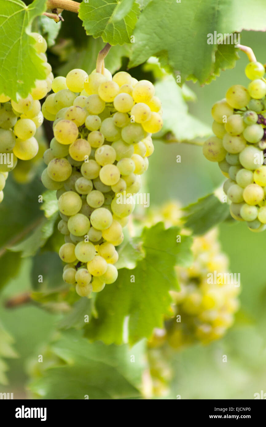 Lese weintrauben -Fotos und -Bildmaterial in hoher Auflösung – Alamy