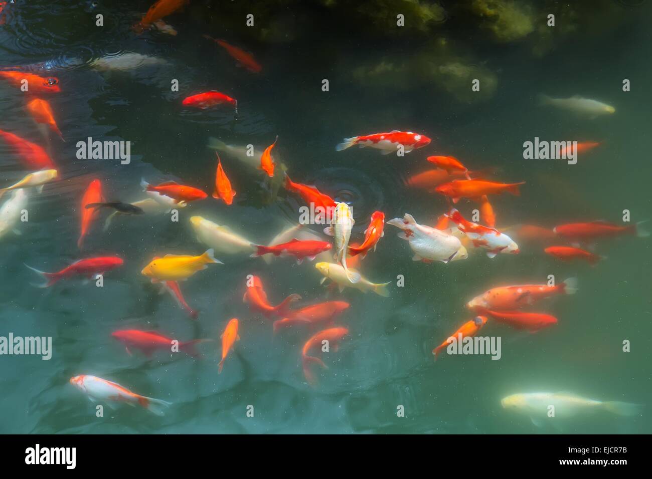 Fisch in wasser -Fotos und -Bildmaterial in hoher Auflösung – Alamy