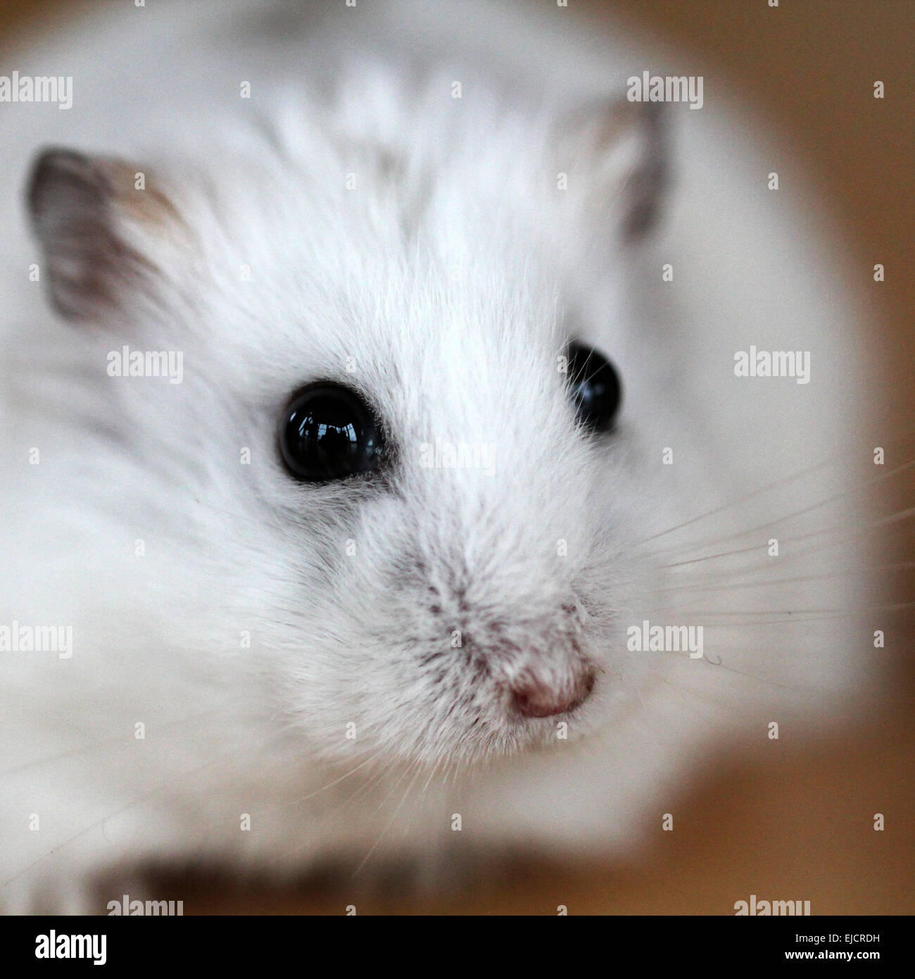Siberian dwarf hamster -Fotos und -Bildmaterial in hoher Auflösung – Alamy