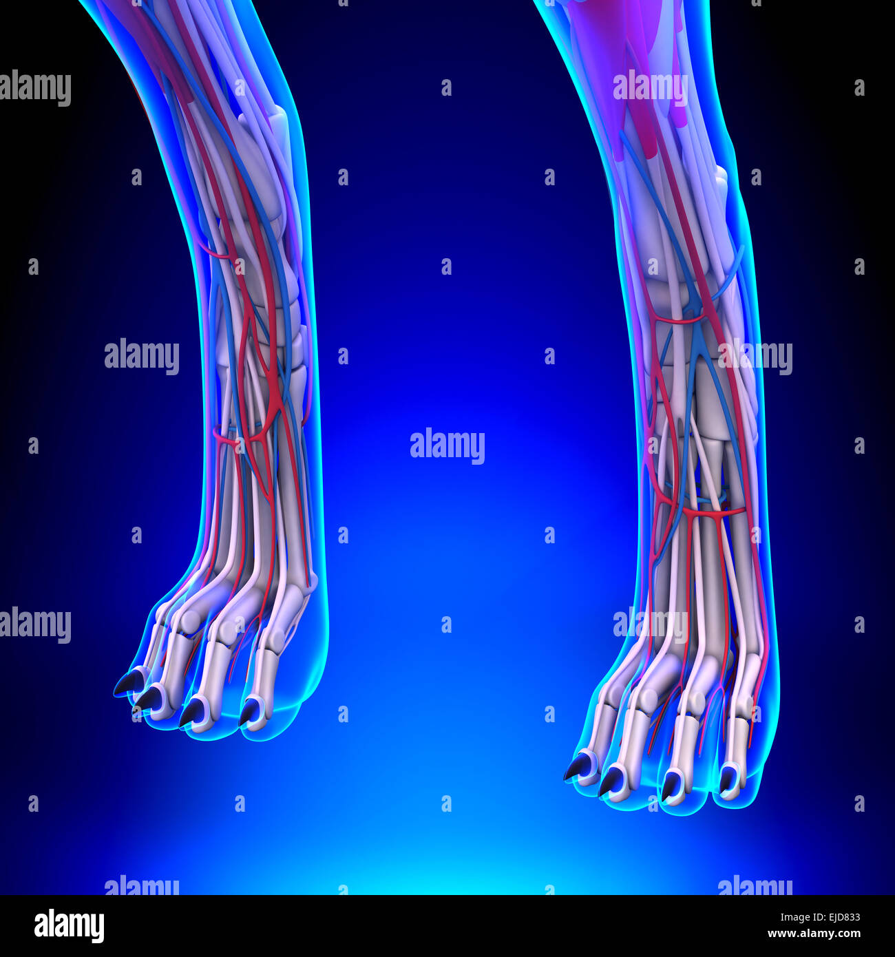 Hind Beine Hund Anatomie mit Herz-Kreislauf-System Stockfotografie - Alamy