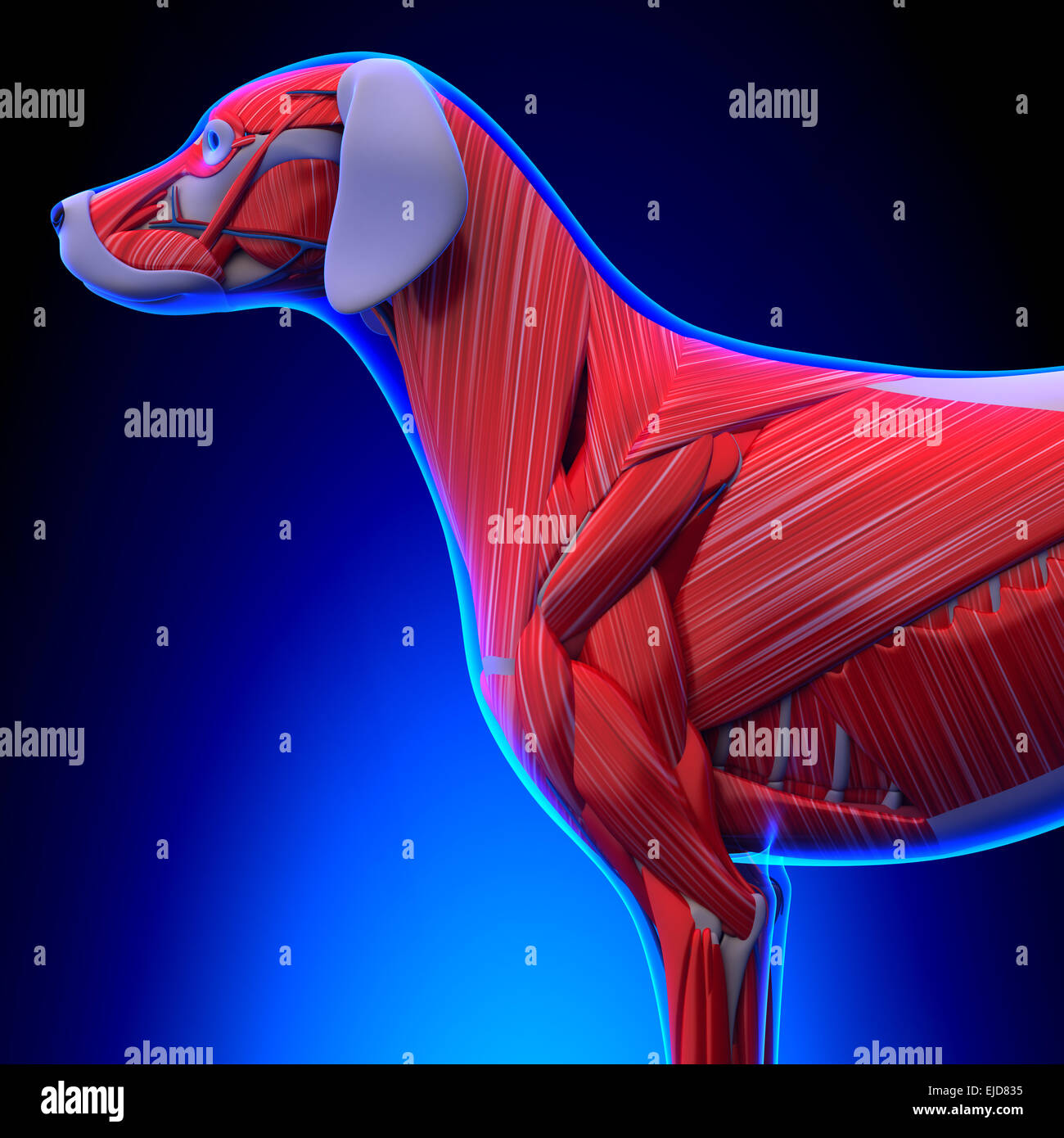 Hund Muskeln Anatomie - Anatomie der Muskeln ein Rüde Stockfotografie ...