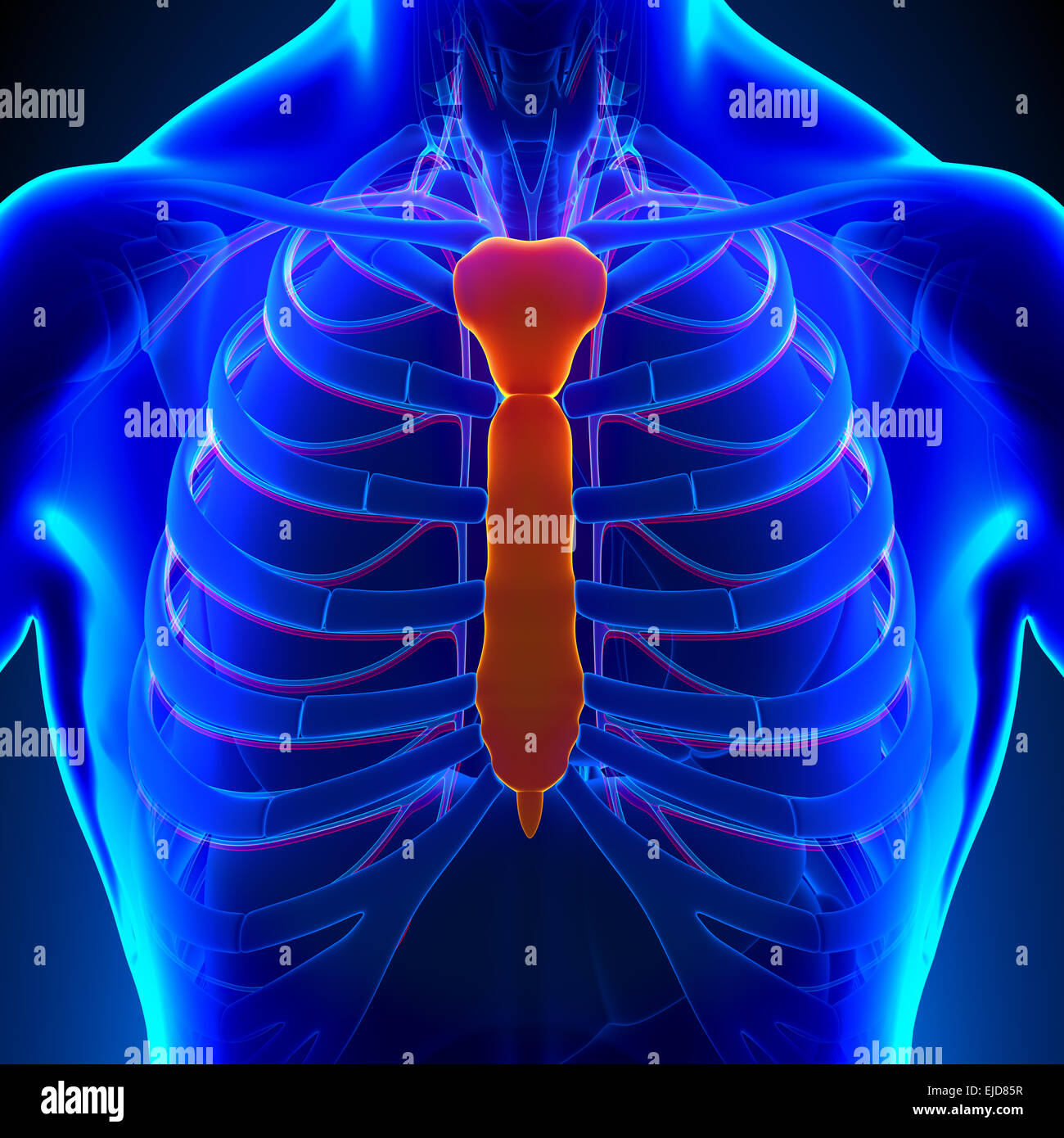Chest anatomy -Fotos und -Bildmaterial in hoher Auflösung – Alamy