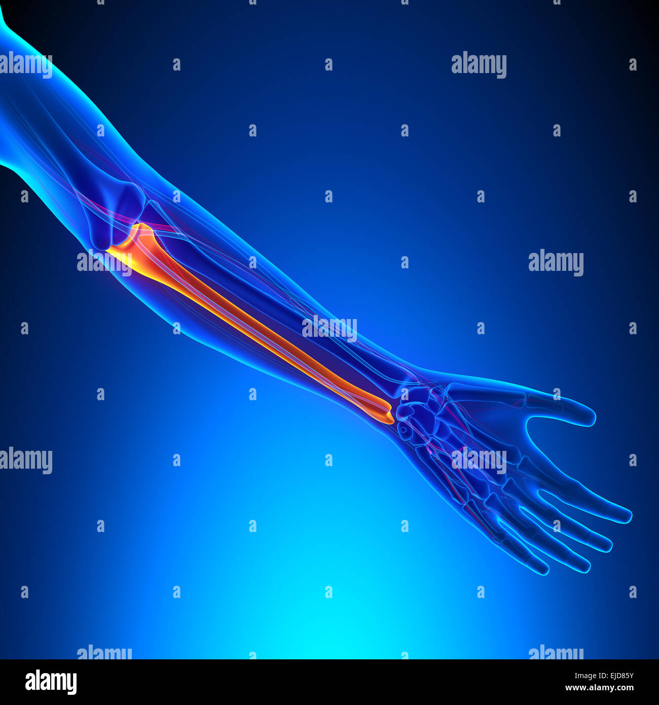 Ulna Knochen Anatomie mit Ciculatory-System Stockfotografie - Alamy