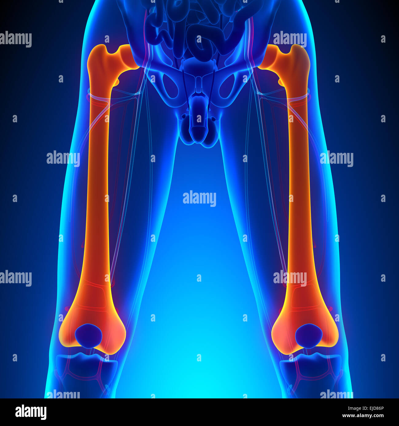 Femur-Knochen-Anatomie mit Herz-Kreislauf-System Stockfotografie - Alamy