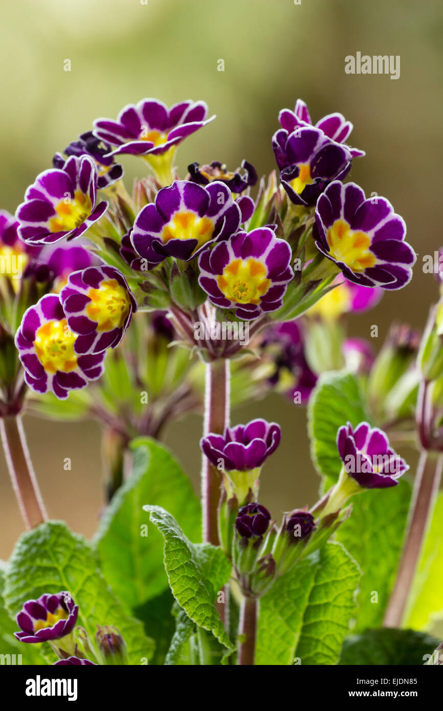 Polyanthus hybrid -Fotos und -Bildmaterial in hoher Auflösung – Alamy