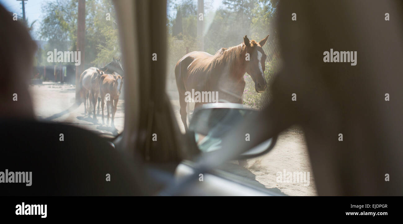 Auto pferde -Fotos und -Bildmaterial in hoher Auflösung – Alamy