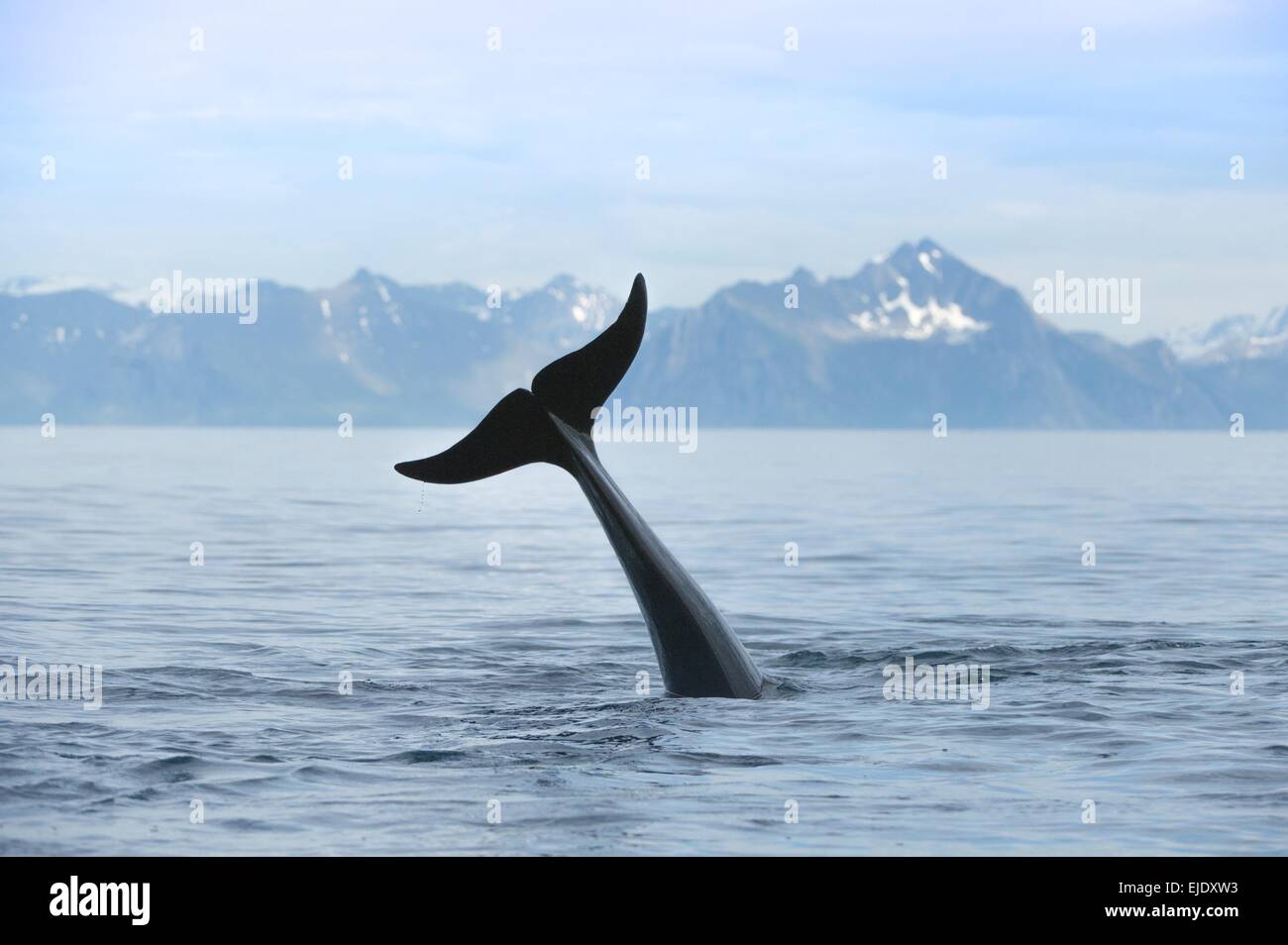 Pilotwal -Fotos und -Bildmaterial in hoher Auflösung – Alamy