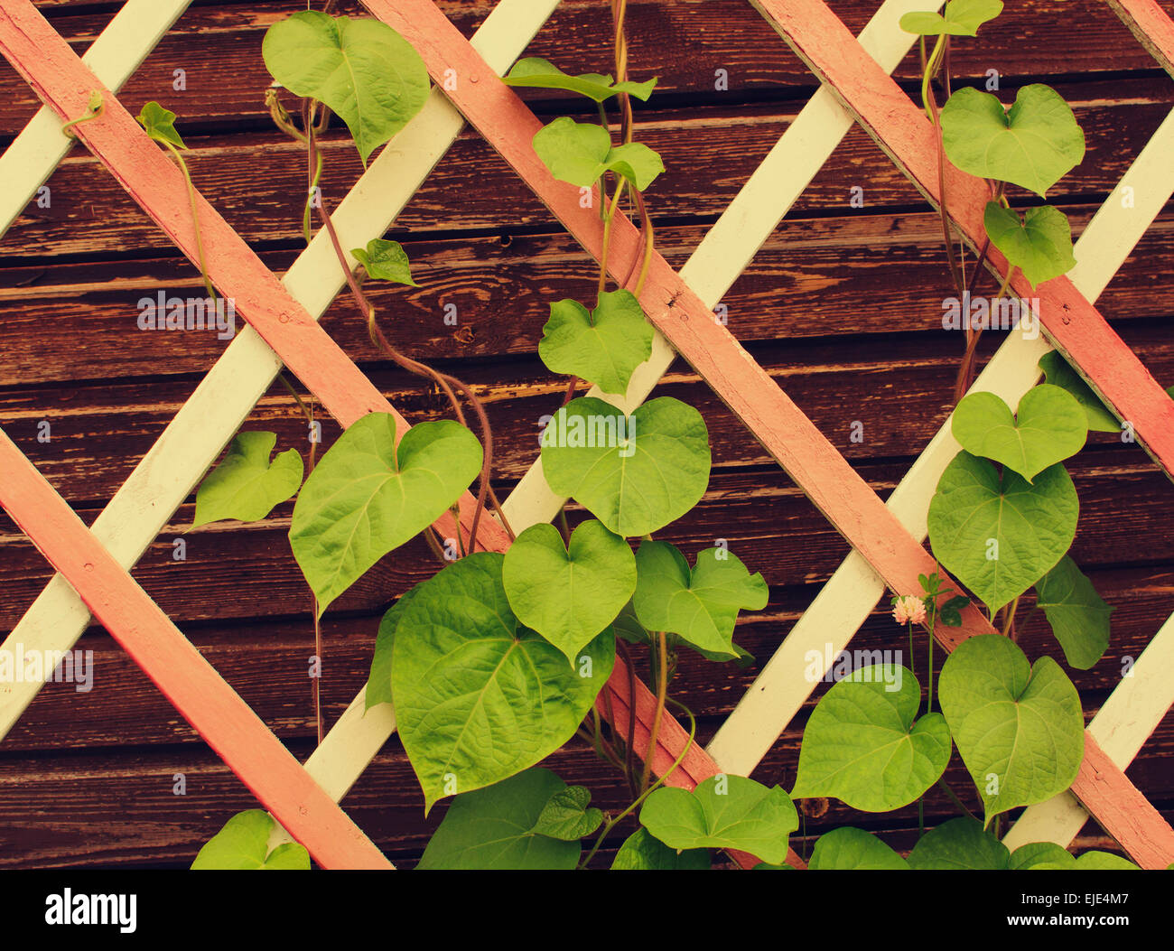 Clematis an der wand -Fotos und -Bildmaterial in hoher Auflösung – Alamy
