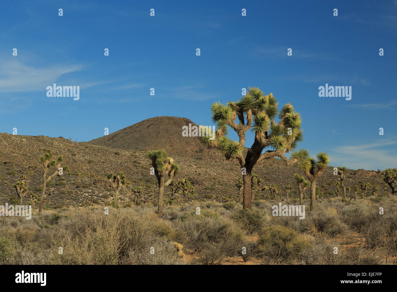 Ein Foto des Joshua Tree National Park in Kalifornien. Ein Joshua Baum ...