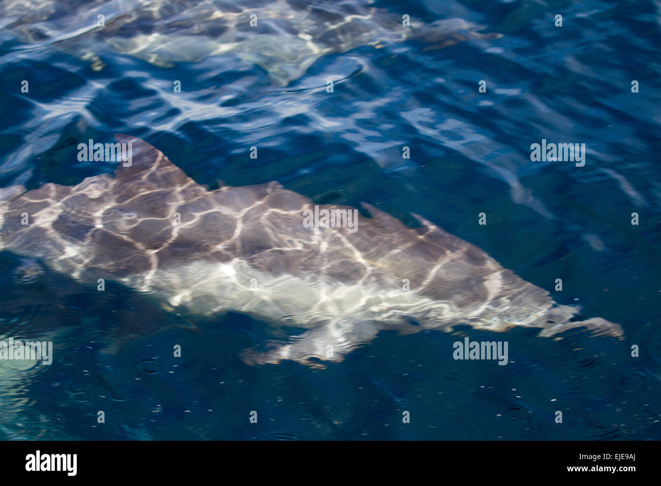 Delphine tauchen -Fotos und -Bildmaterial in hoher Auflösung – Alamy