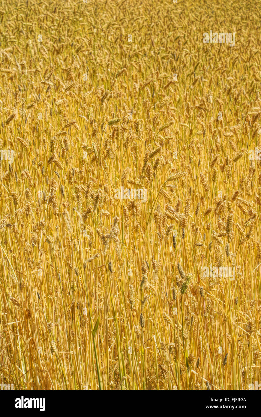 Weizen food symbol -Fotos und -Bildmaterial in hoher Auflösung – Alamy