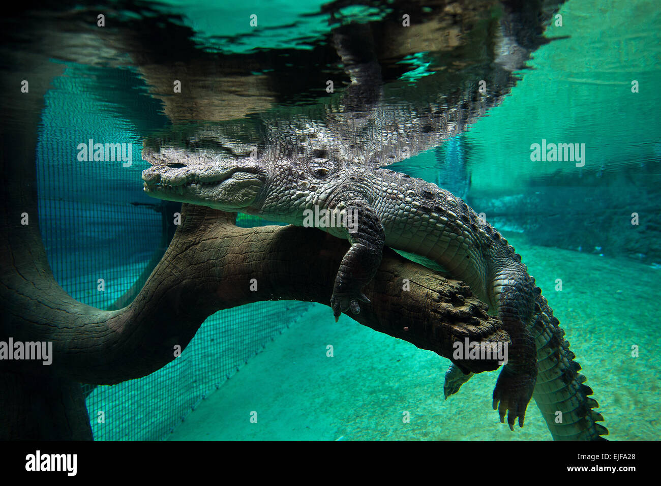 Crocodile leg -Fotos und -Bildmaterial in hoher Auflösung – Alamy