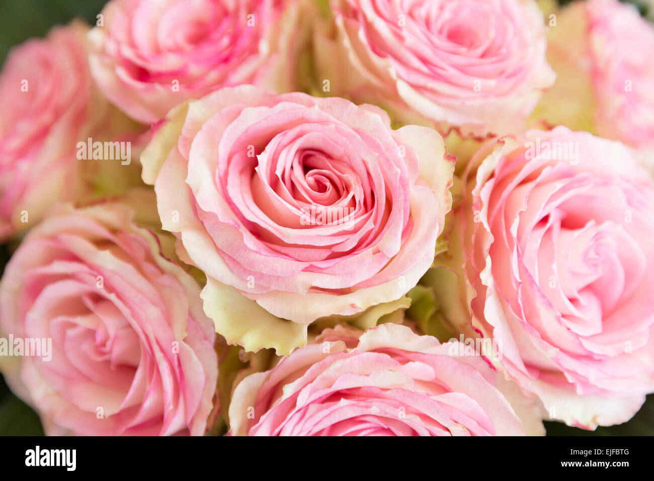 Ton in ton blumen -Fotos und -Bildmaterial in hoher Auflösung – Alamy