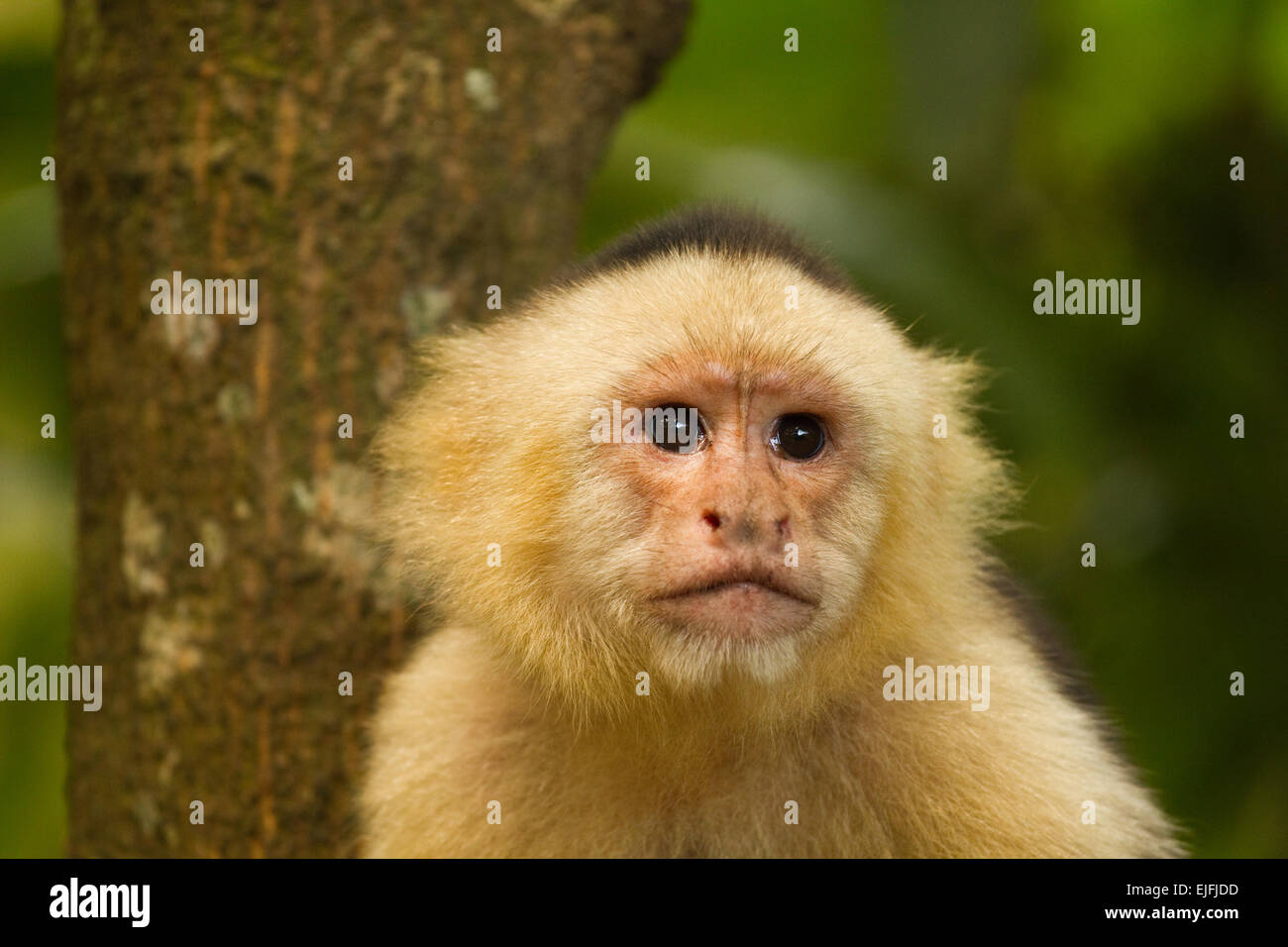 Weißgesichtiger affe -Fotos und -Bildmaterial in hoher Auflösung – Alamy