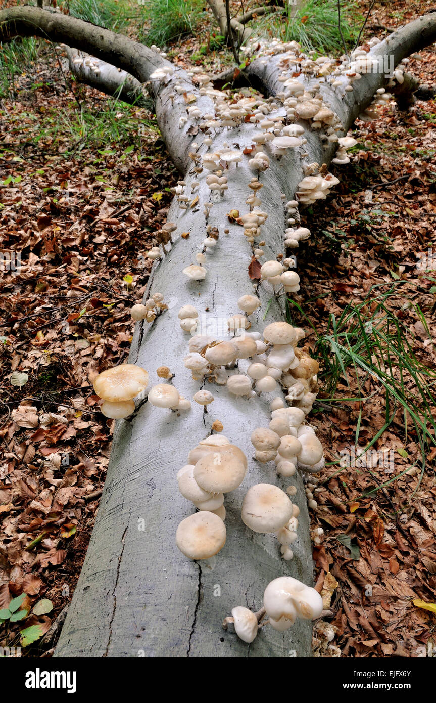 Porzellan-Pilz (Oudemansiella Mucida) auf Buche Totholz (Fagus ...
