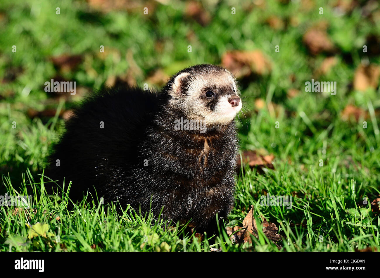 Der iltis -Fotos und -Bildmaterial in hoher Auflösung – Alamy