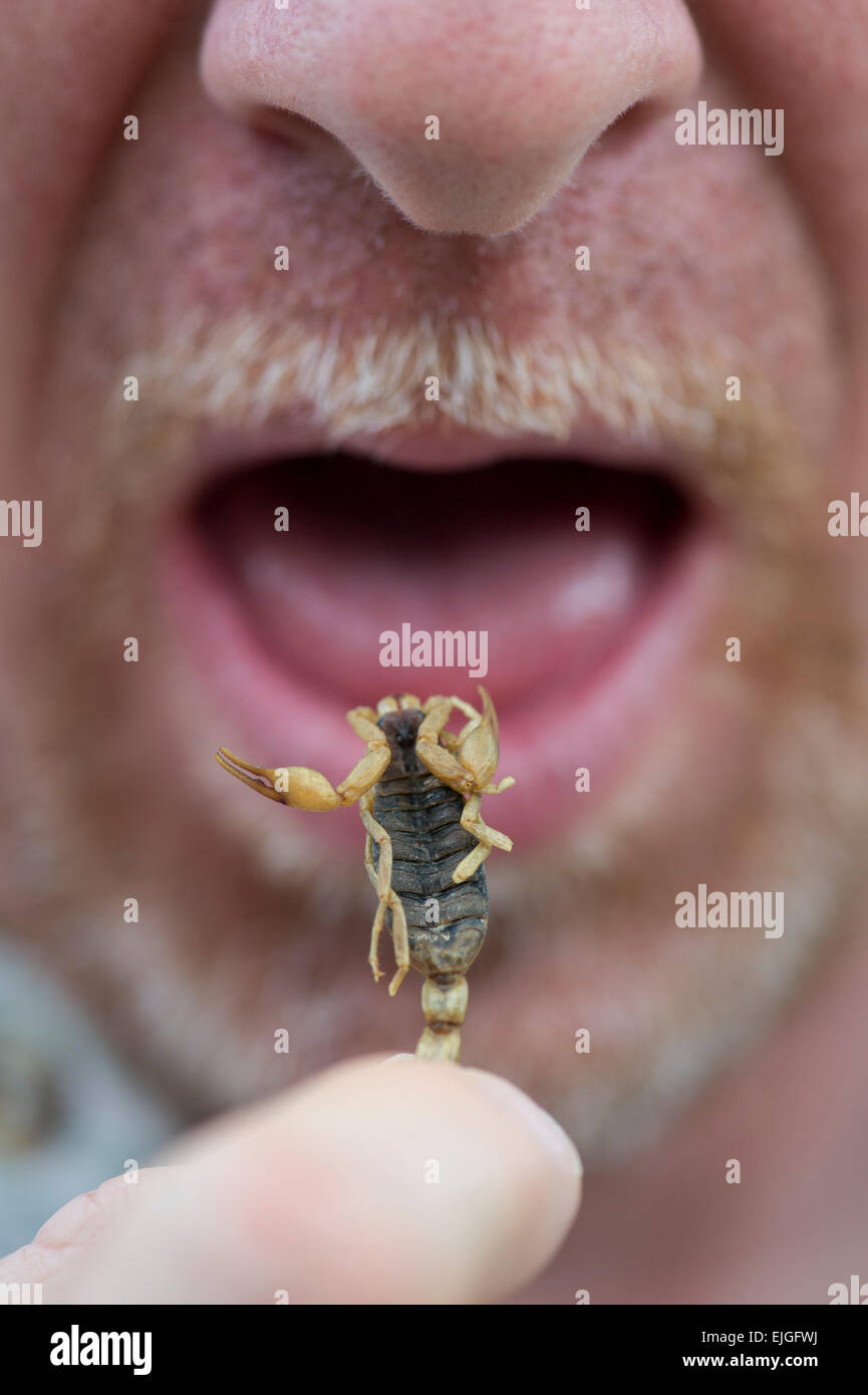 Essbare Insekten. Essen einen Skorpion Stockfotografie - Alamy