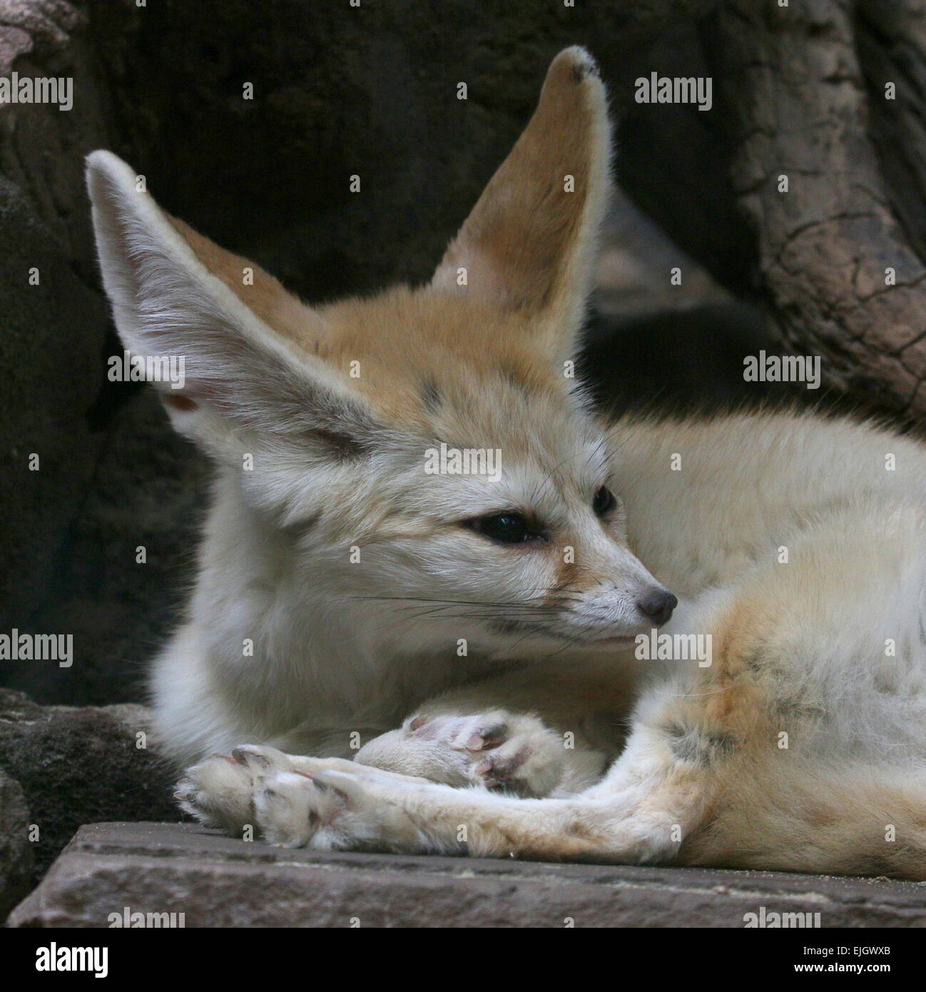 Fennek fuchs -Fotos und -Bildmaterial in hoher Auflösung – Alamy